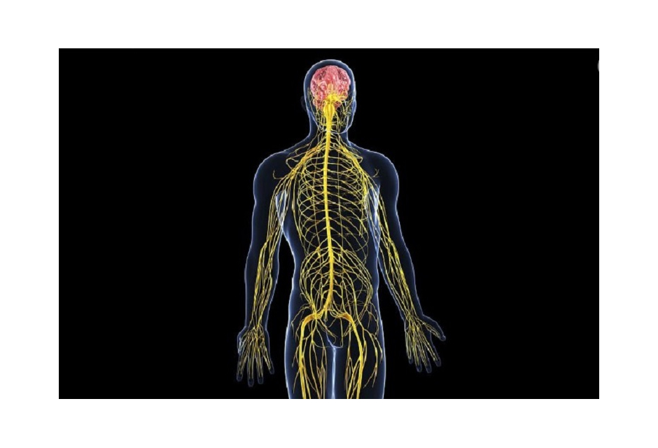 Anatomy and physiology of Nervous system